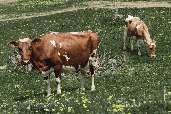 Contact – ORIGIN Milk