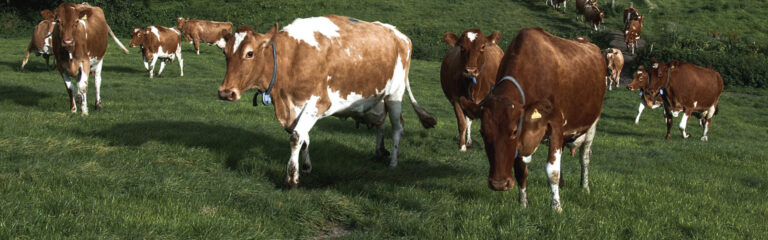 The farms – ORIGIN Milk