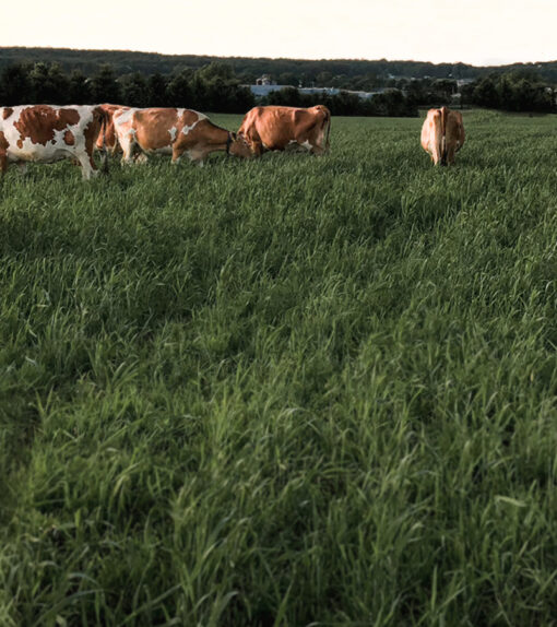 ORIGIN Milk – Heritage a2 Guernsey milk – superior quality milk, butter ...